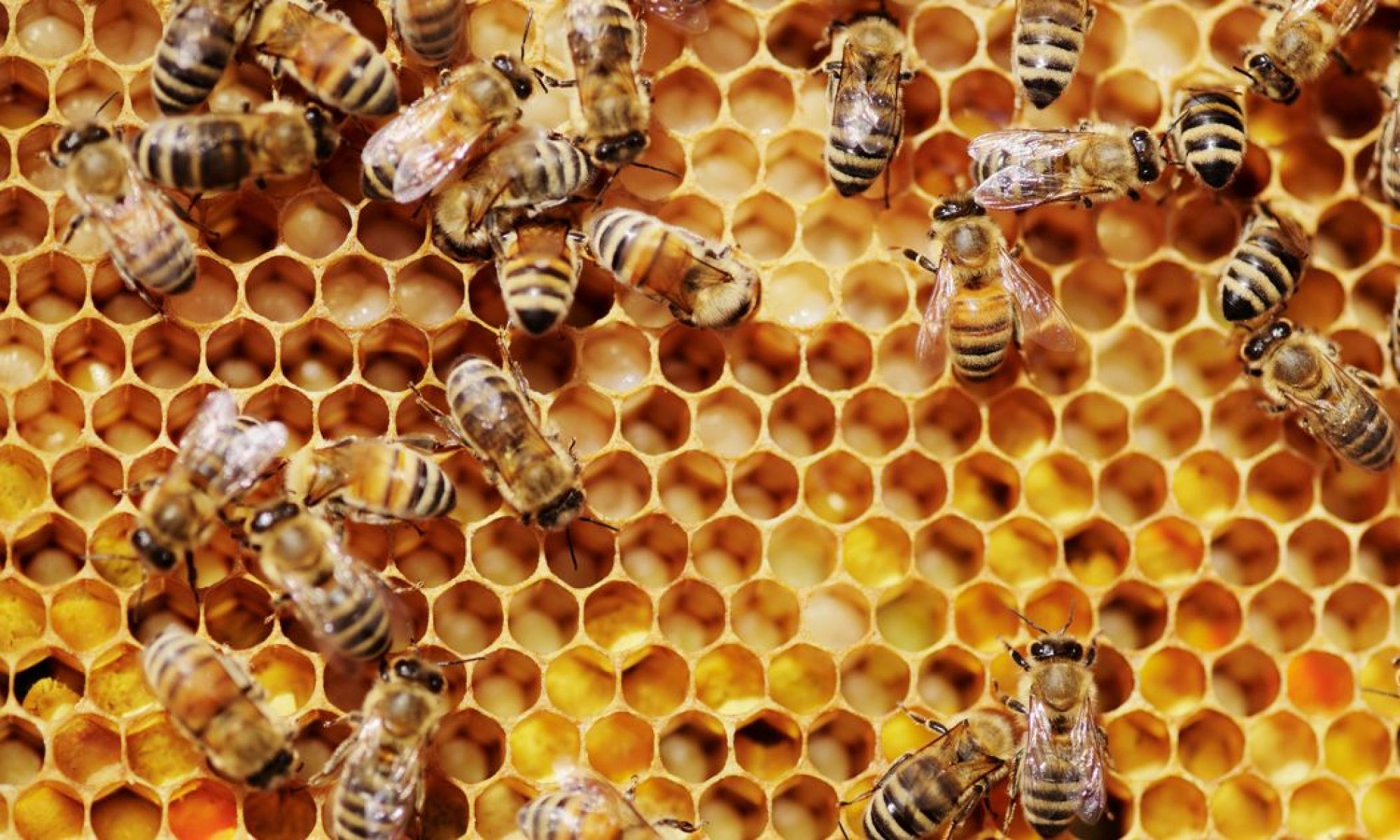 Bees – Shuga Bee Farm